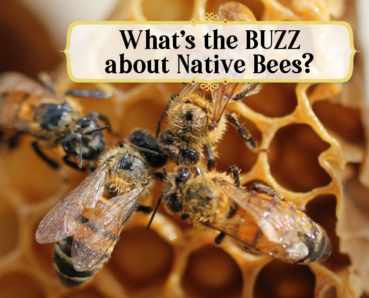 Whats The Buzz About Native Bees Iowa City Public Library